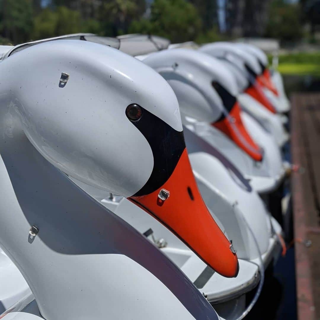 About Wheel Fun Rentals Swan Pedal Boats at Rainbow Lagoon