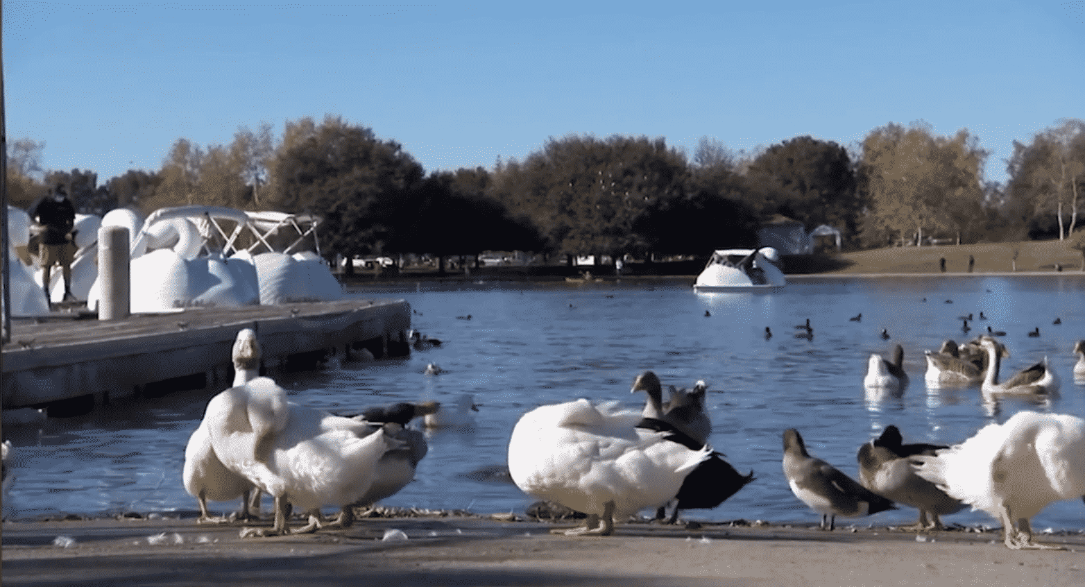 About Wheel Fun Rentals Swan Pedal Boats at Rainbow Lagoon